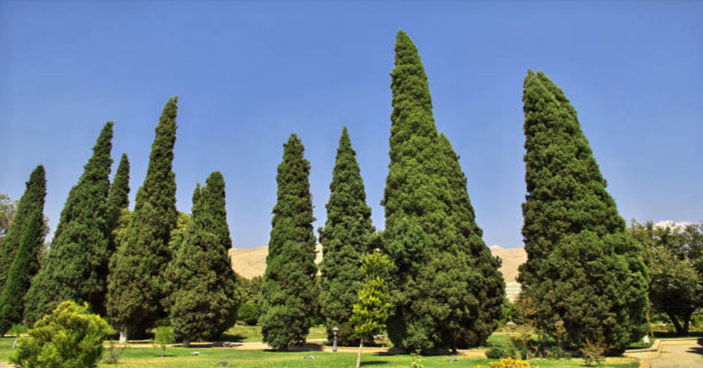 Cypress Tree: Complete Guide to Species, Growth, and Uses